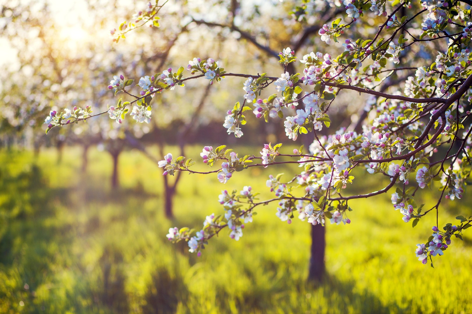 How to Create a Blossom-Focused Spring Garden Design