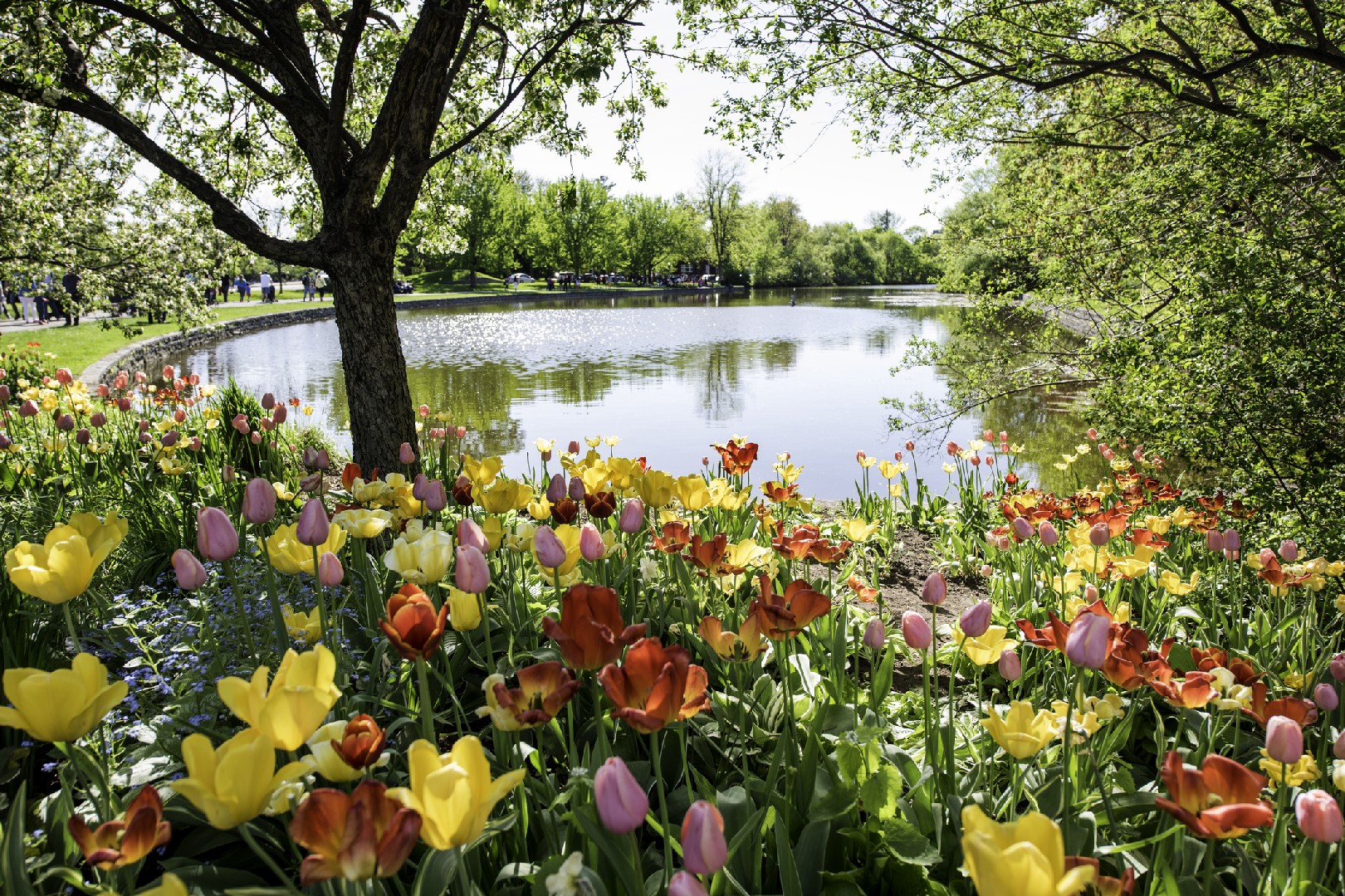 How to Create a Blossom-Focused Spring Garden Design