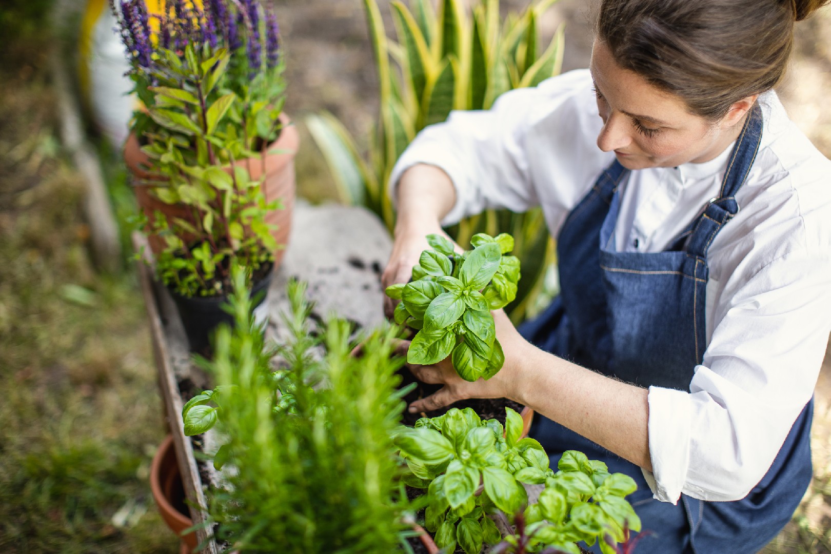 How to: Ascending Harvests - The Basics of Vertical Edible Gardening