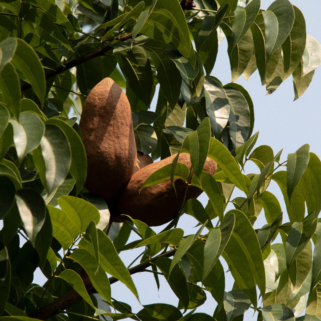 Swietenia (Swietenia) - PictureThis