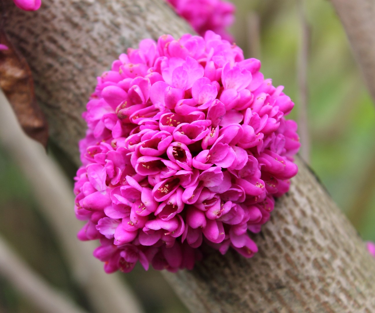 Cercis chinensis - PictureThis