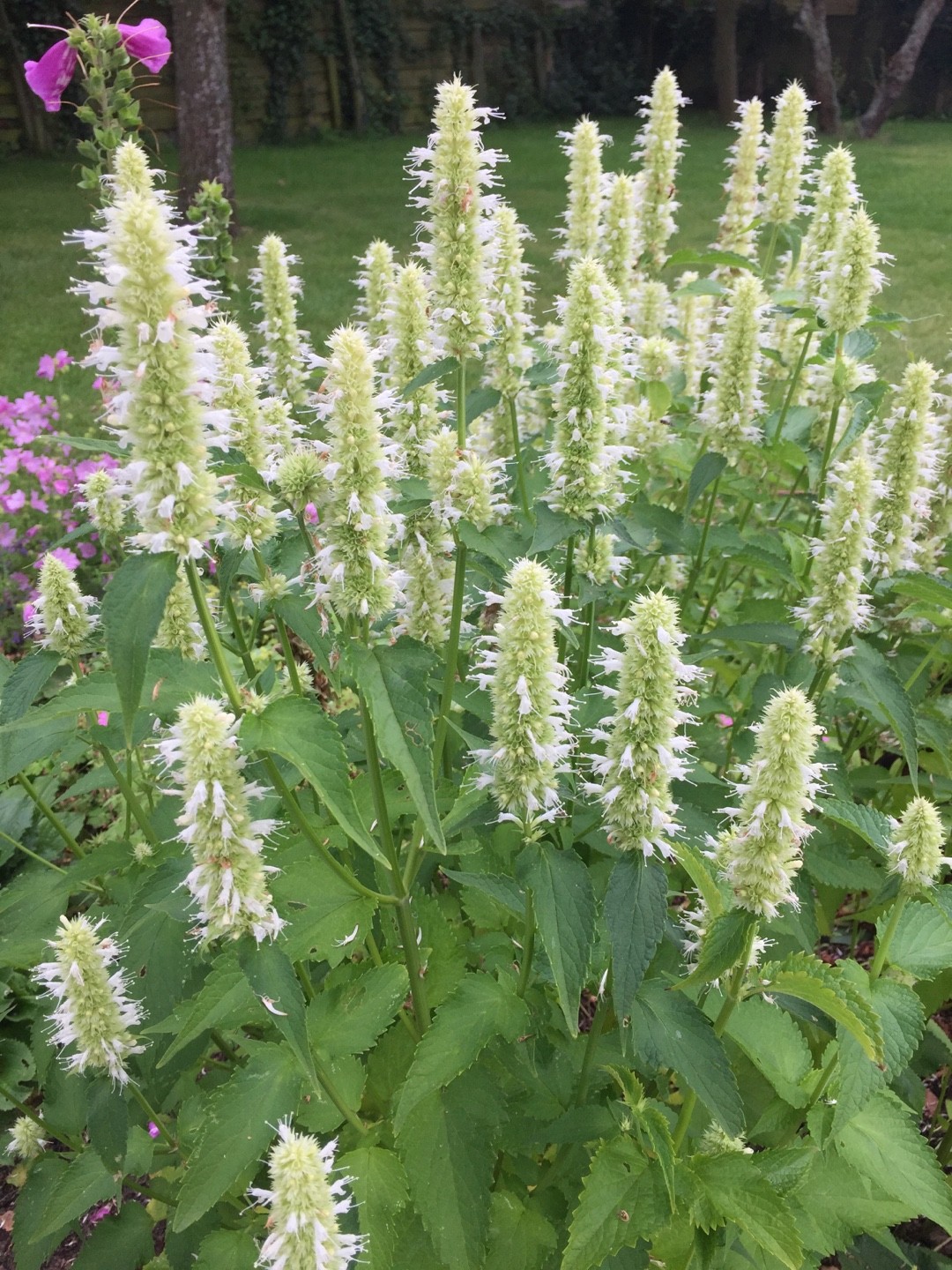 Agastache - PictureThis