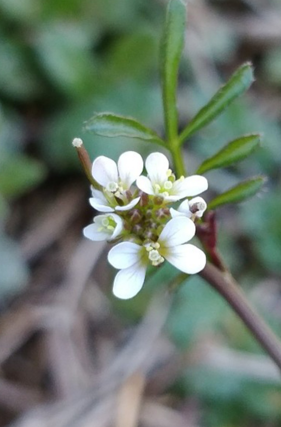 Cardamine parviflora - PictureThis