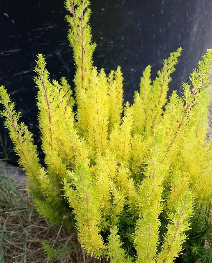 Erica arborea 'Albert's Gold' - PictureThis