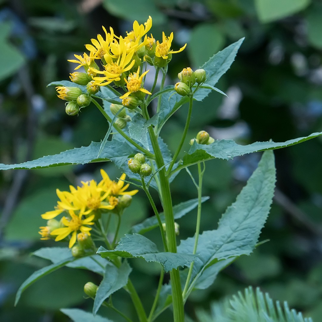 Senecio triangularisは多年草ですか？ - PictureThis