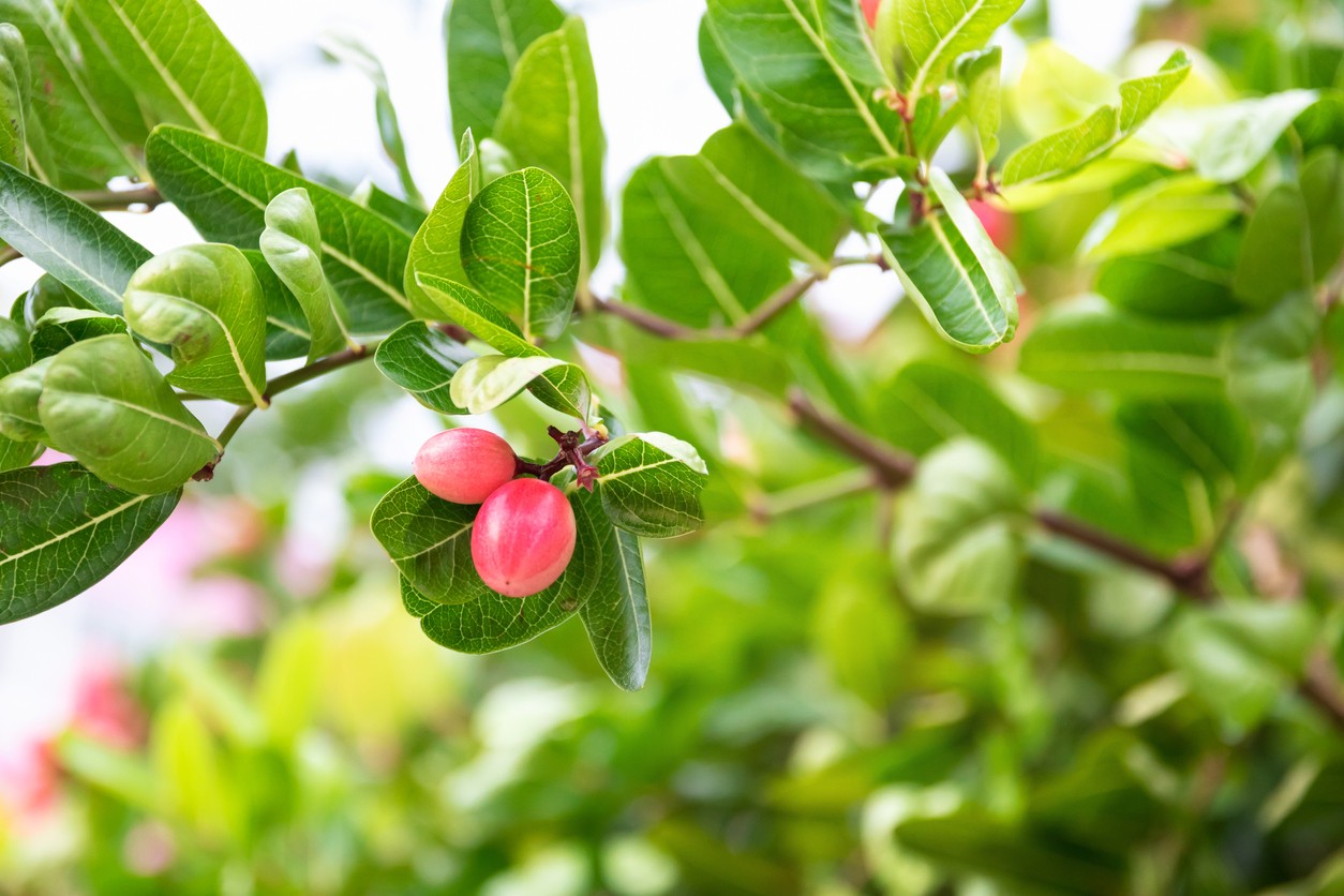 Coprosma quadrifida 照顧，種植，繁殖，開花時間 - PictureThis