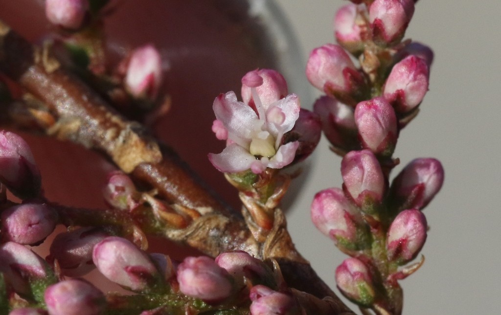 Tamarisco (Tamarix parviflora) - PictureThis