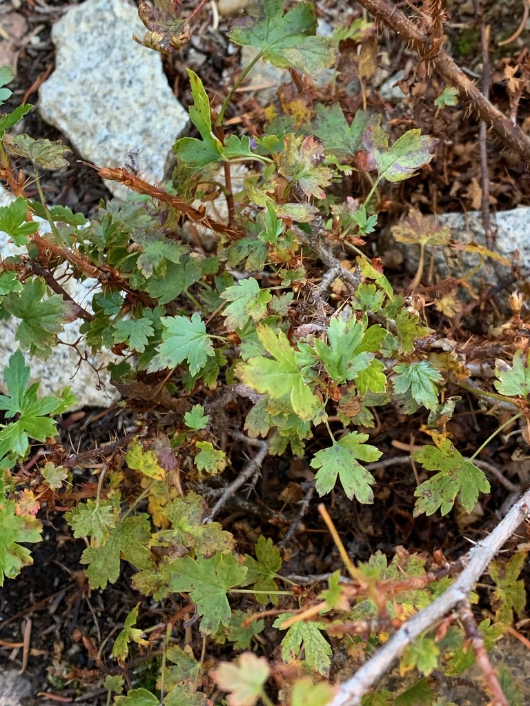 Ribes lacustre - PictureThis