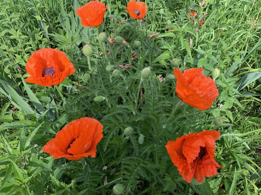 숙근양귀비 (Papaver orientale) - PictureThis