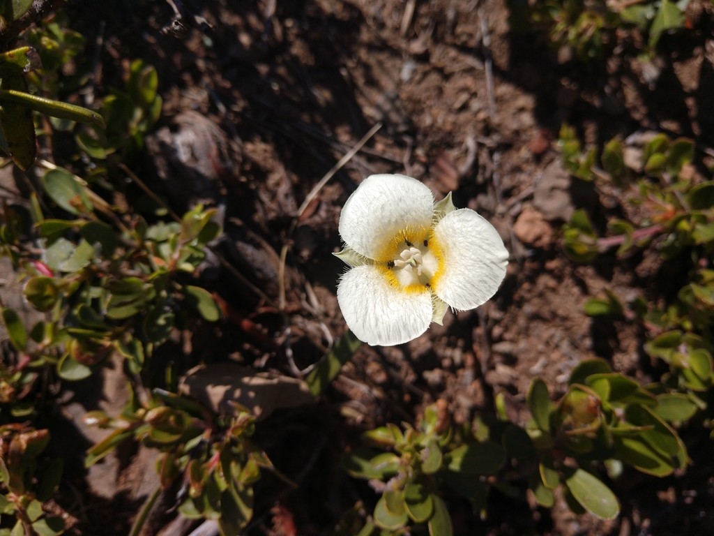 Subalpine mariposa lily Care (Watering, Fertilize, Pruning, Propagation ...