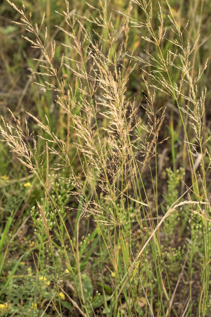 Redtop (Agrostis gigantea) Flower, Leaf, Care, Uses - PictureThis