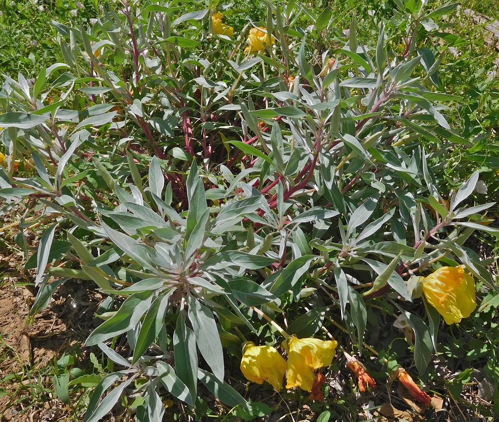 Onagra de gran fruto (Oenothera macrocarpa) - PictureThis