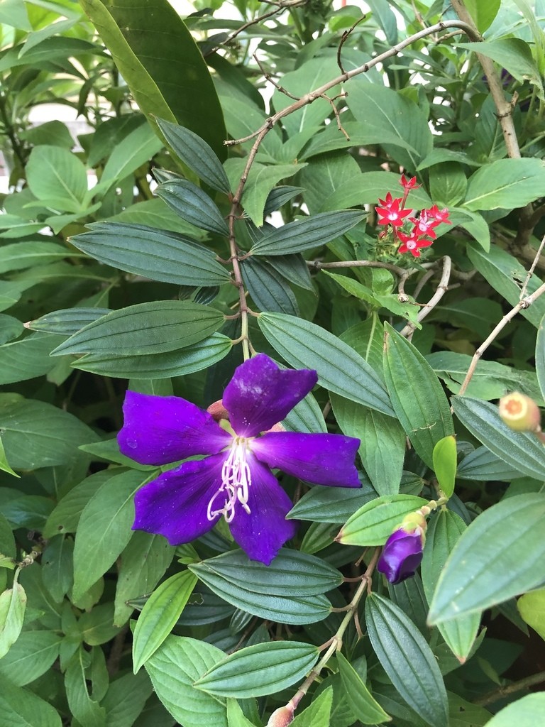 How to Plant and Grow Princess flower(Pleroma semidecandrum)