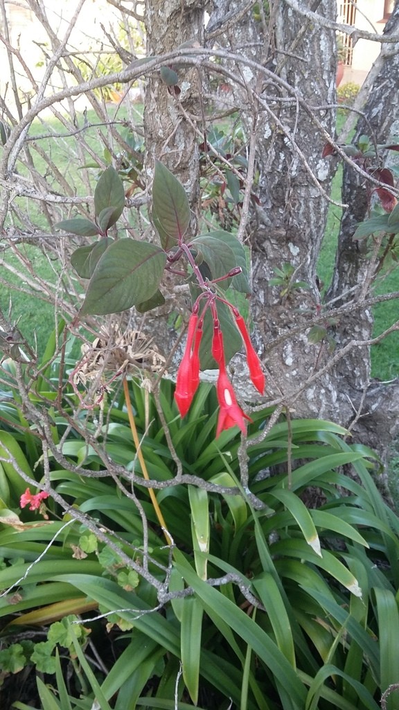 Fucsias (Fuchsia triphylla) - PictureThis