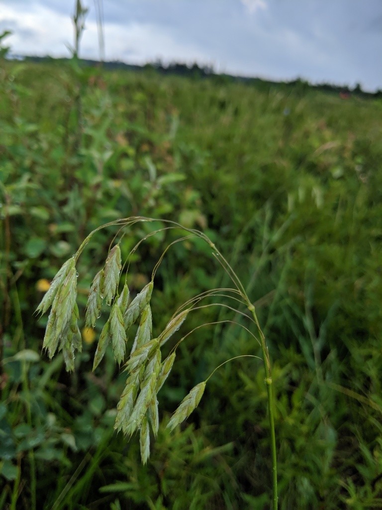 Bromo de la pradera (Bromus kalmii) - PictureThis