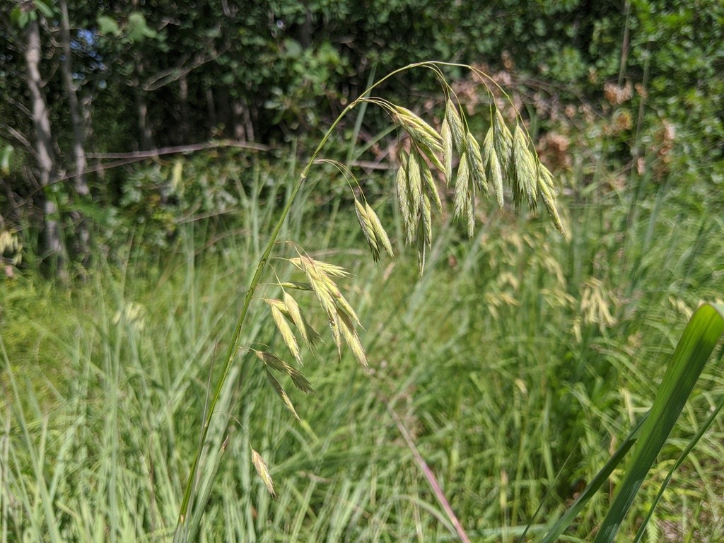 Bromo de la pradera (Bromus kalmii) - PictureThis