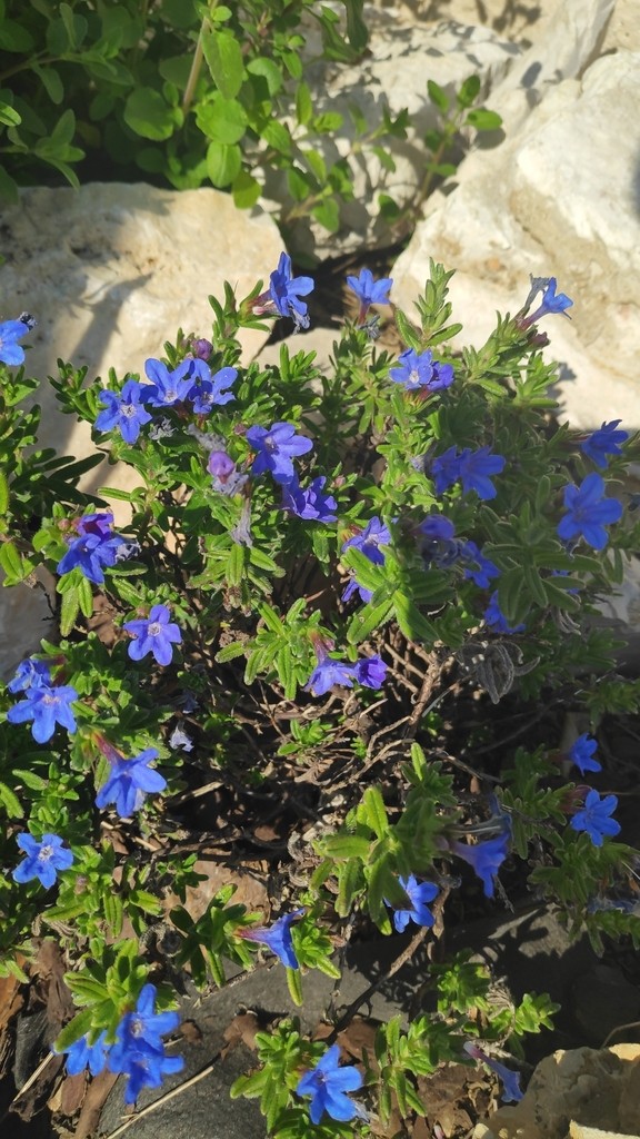 Glandora diffusa - PictureThis