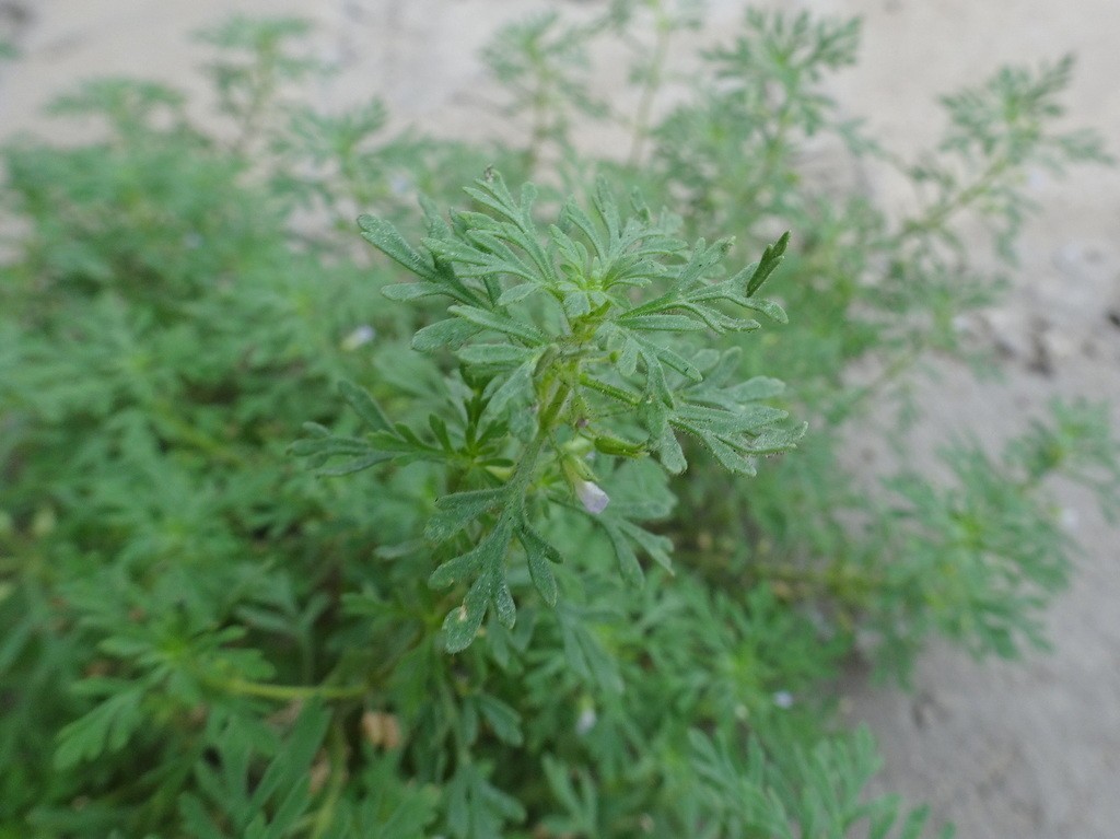 Obe-wan-conobea (Conobea multifida) Flower, Leaf, Care, Uses - PictureThis