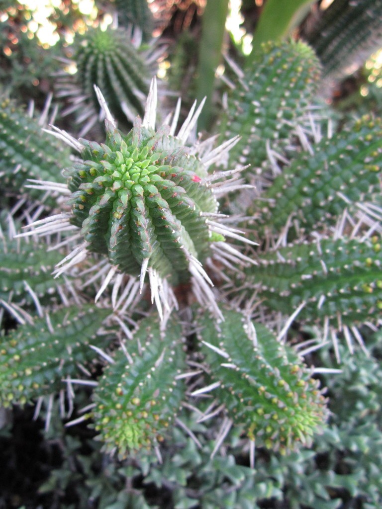 How to Plant and Grow Indian corn cob(Euphorbia mammillaris)