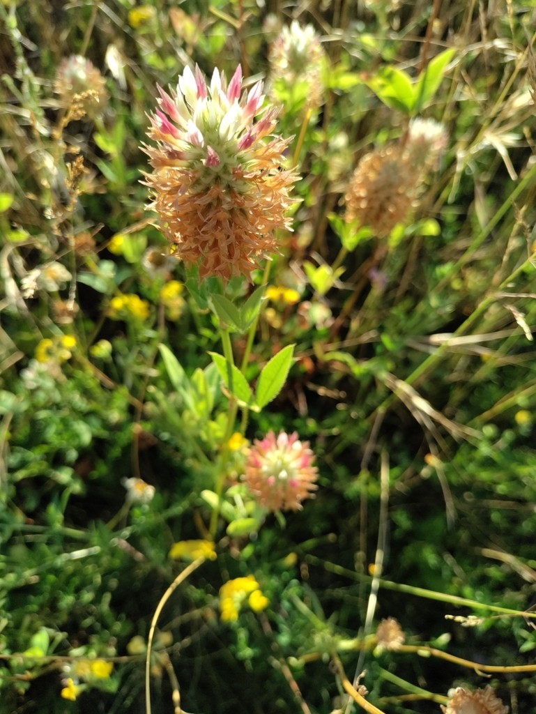 Arrowleaf clover (Trifolium vesiculosum) Flower, Leaf, Care, Uses ...