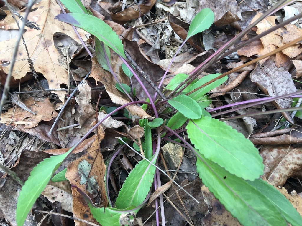 Packera anonyma 照顧，種植，繁殖，開花時間 - PictureThis