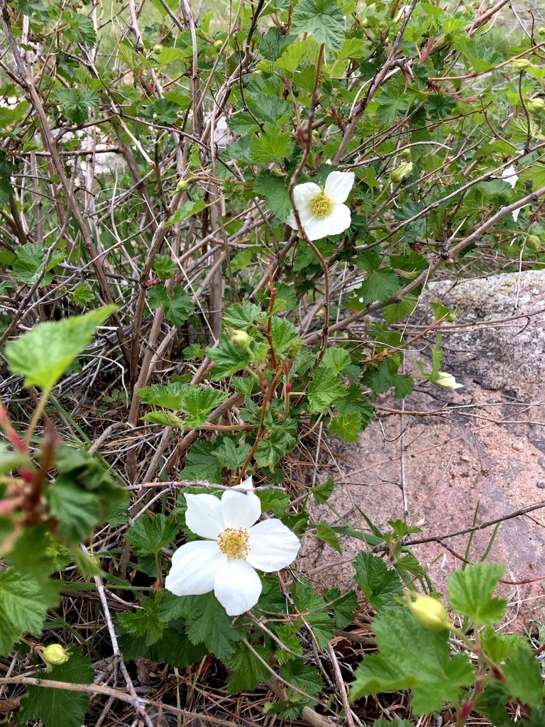 Rubus deliciosus - PictureThis