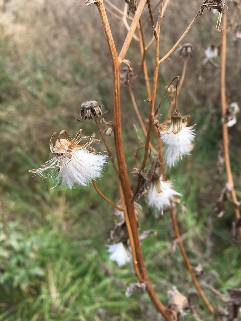 American Burnweed (Erechtites hieraciifolia) Flower, Leaf, Care, Uses ...