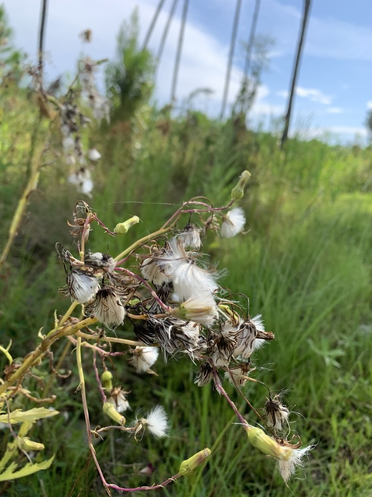 American Burnweed (Erechtites hieraciifolia) Flower, Leaf, Care, Uses ...