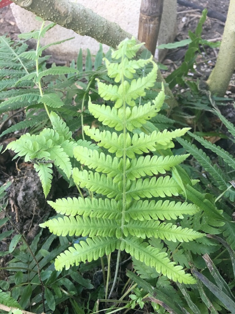 Christella normalis - PictureThis