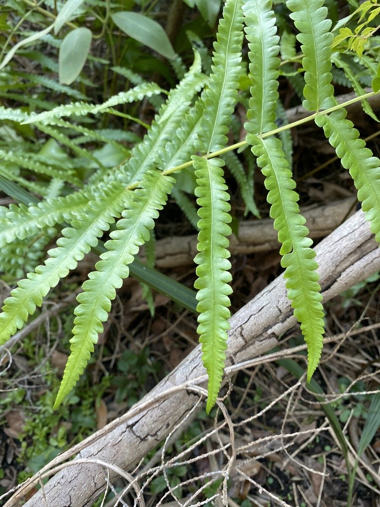 鐵毛蕨 (Cyclosorus interruptus) 照顧，種植，繁殖，開花時間 - PictureThis