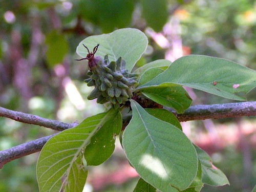 Crucillo chino (Randia echinocarpa) - PictureThis
