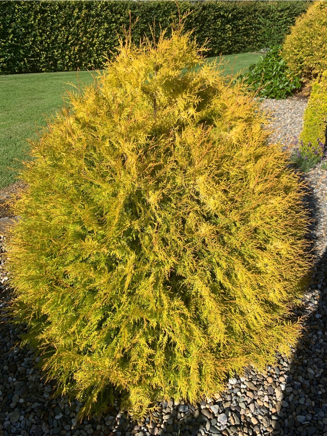 Thuja occidentalis 'Rheingold' - PictureThis
