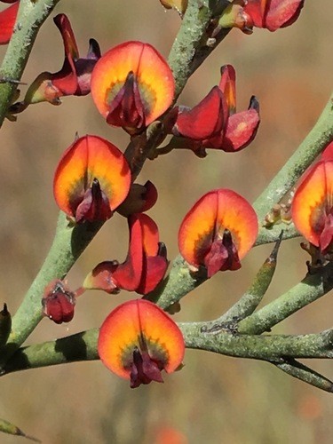 Daviesia incrassata - PictureThis