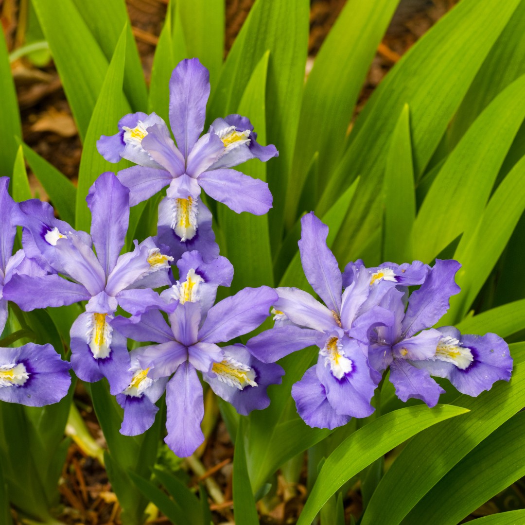 Iris cristata - PictureThis