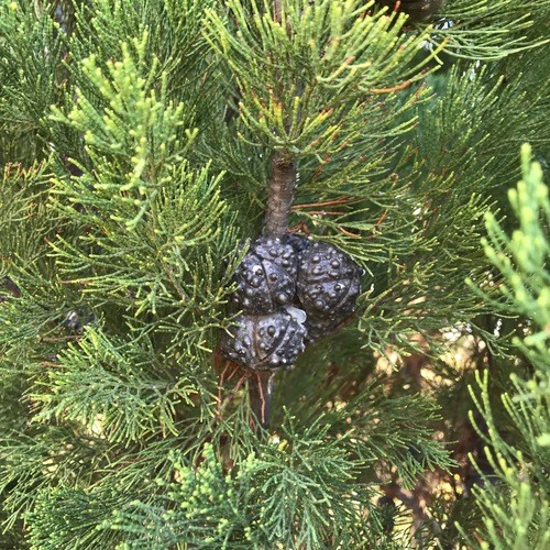 Callitris preissii - PictureThis