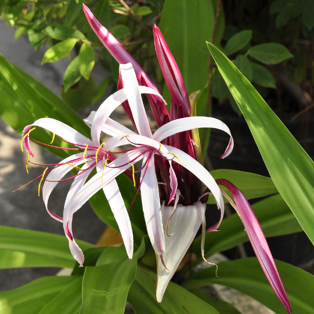 Crinum amabile - PictureThis