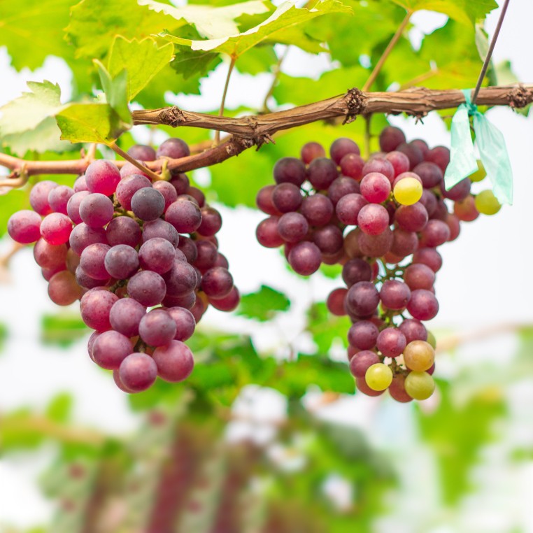 Winorośl właściwa (Vitis vinifera) - PictureThis