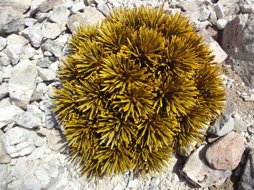 Aciphylla (Aciphylla) - PictureThis