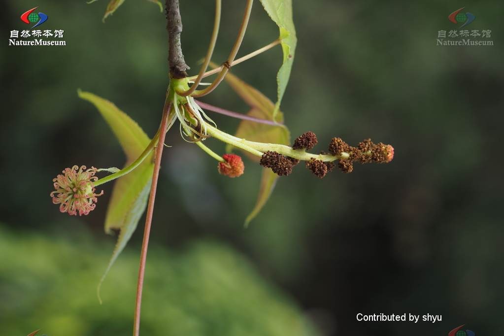 Liquidambar formosana - PictureThis