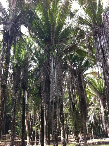 Attalea - PictureThis