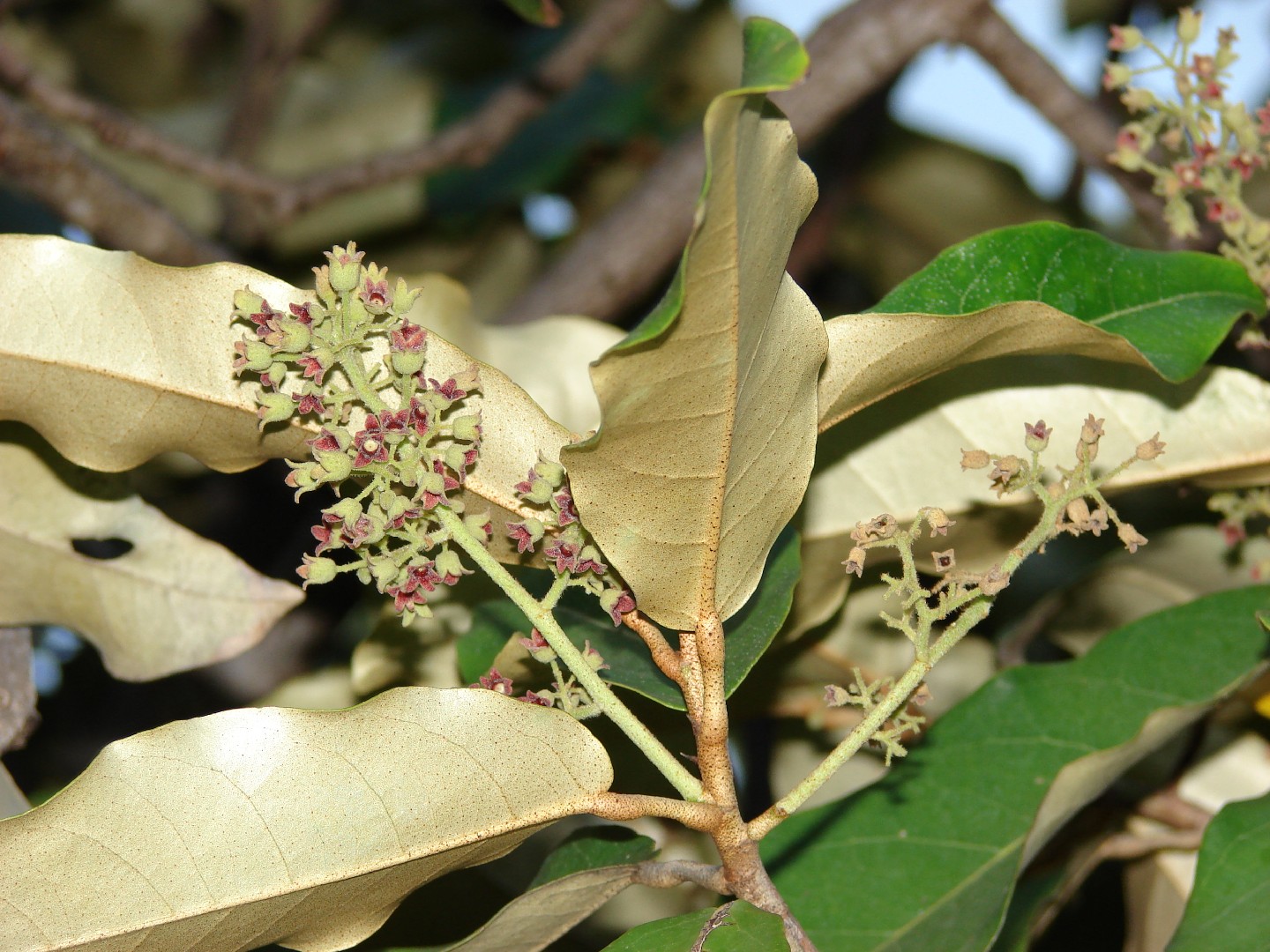 Looking-glass mangrove (Heritiera littoralis) Flower, Leaf, Care, Uses ...