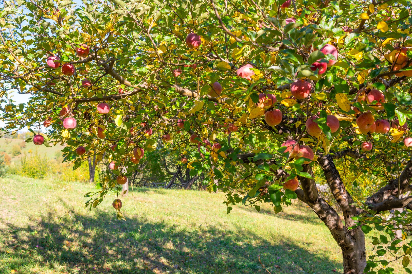 How to Transform Your Outdoor Space with Fruit Trees: An Edible ...