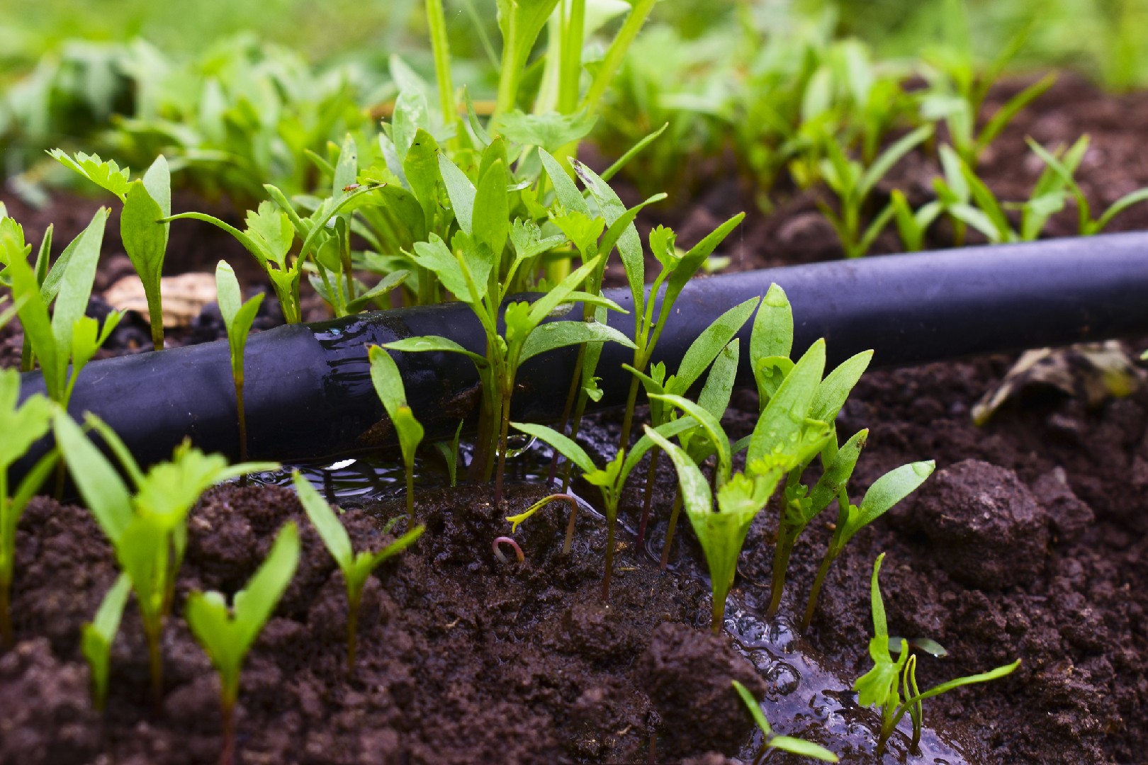 How to Improve Soil Drainage for Thriving Edible Gardens