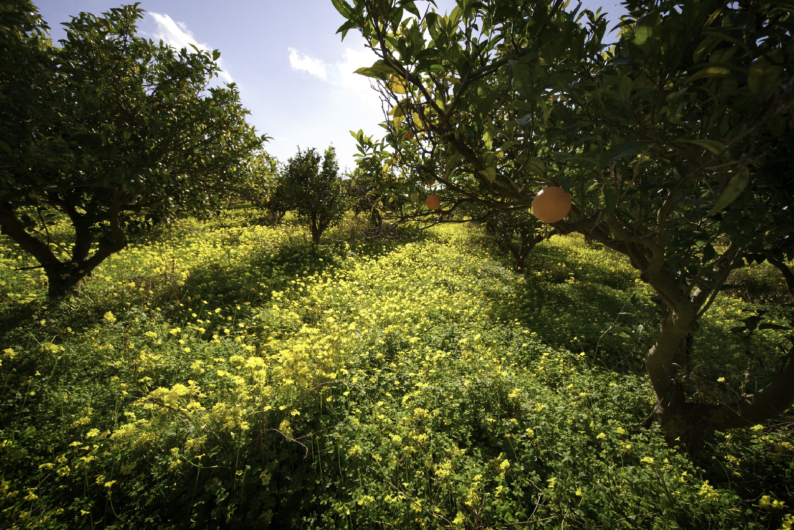 How to Grow Your Citrus Grove Dreams in Pots and Plots