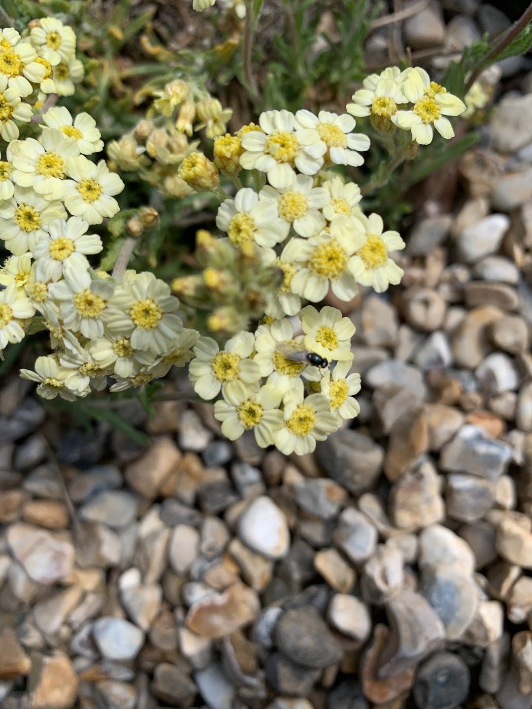 Achillea × lewisii 'King Edward' Flower, Leaf, Uses - PictureThis