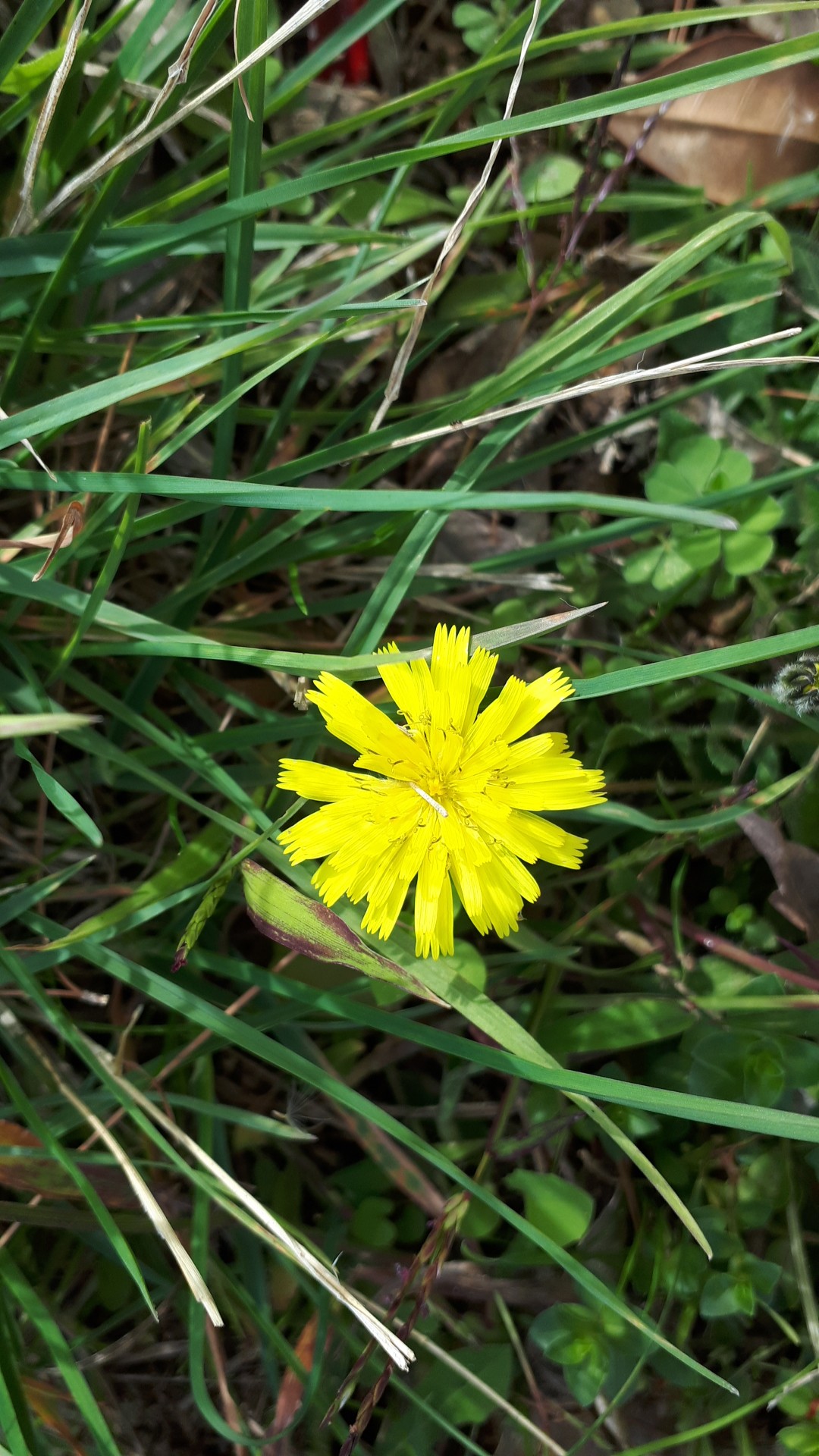 Leontodon - PictureThis