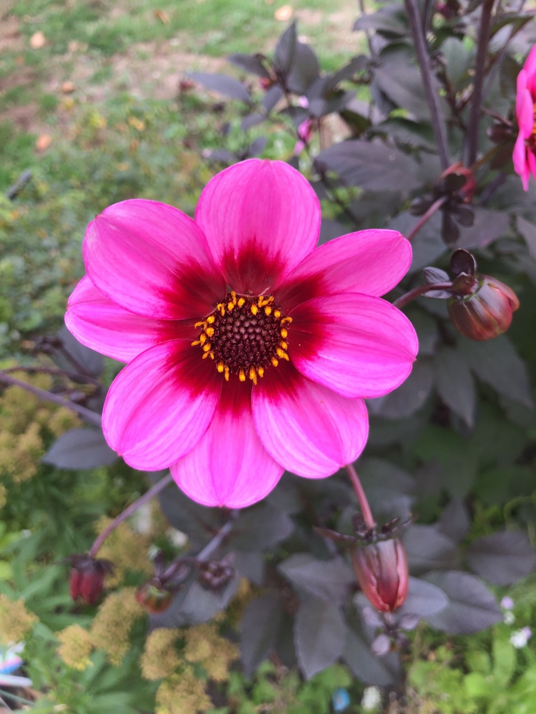 Dahlia 'Happy Single Wink' - PictureThis