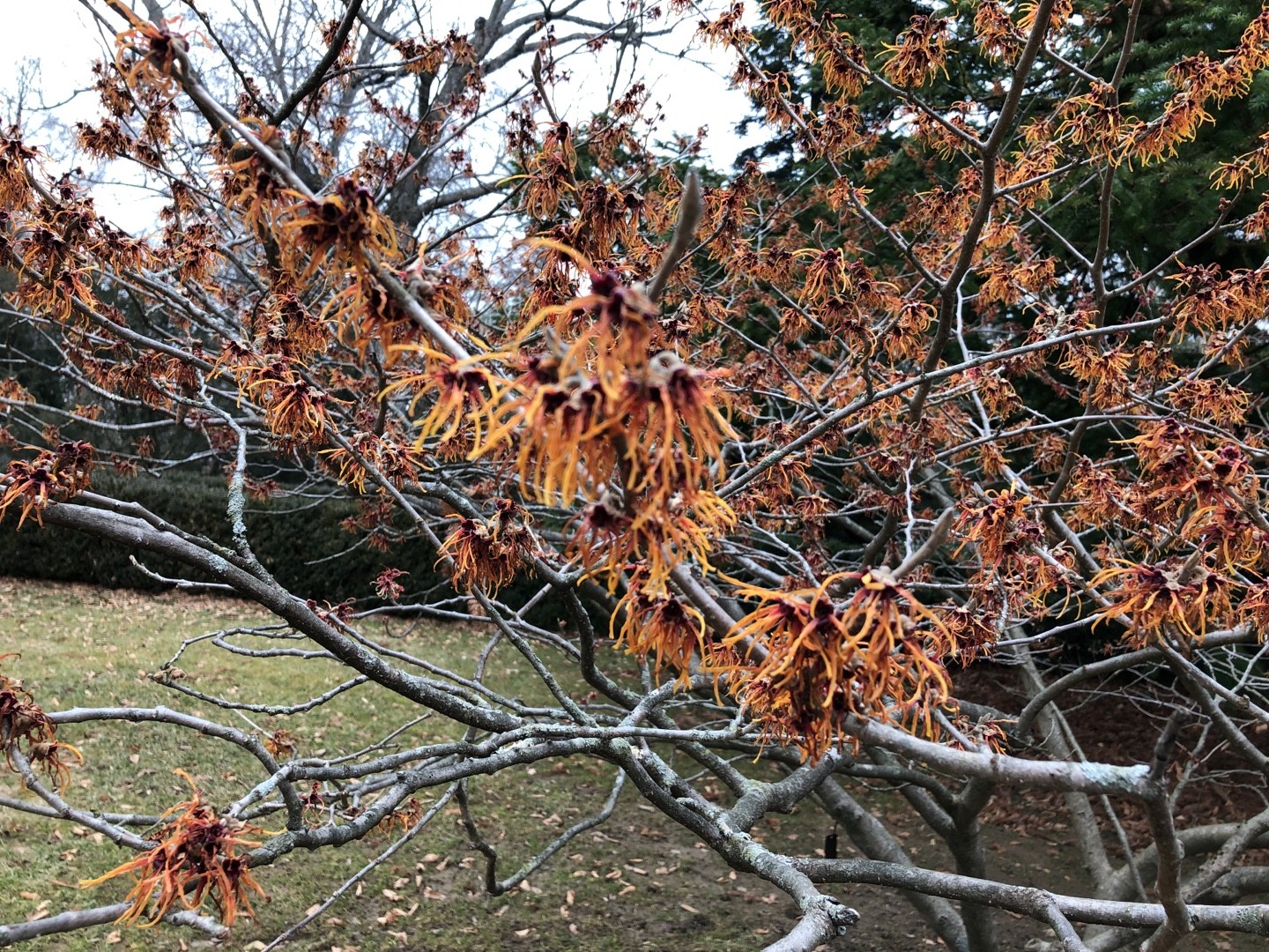 Hamamelis × intermedia 'Aphrodite' Flower, Leaf, Uses - PictureThis