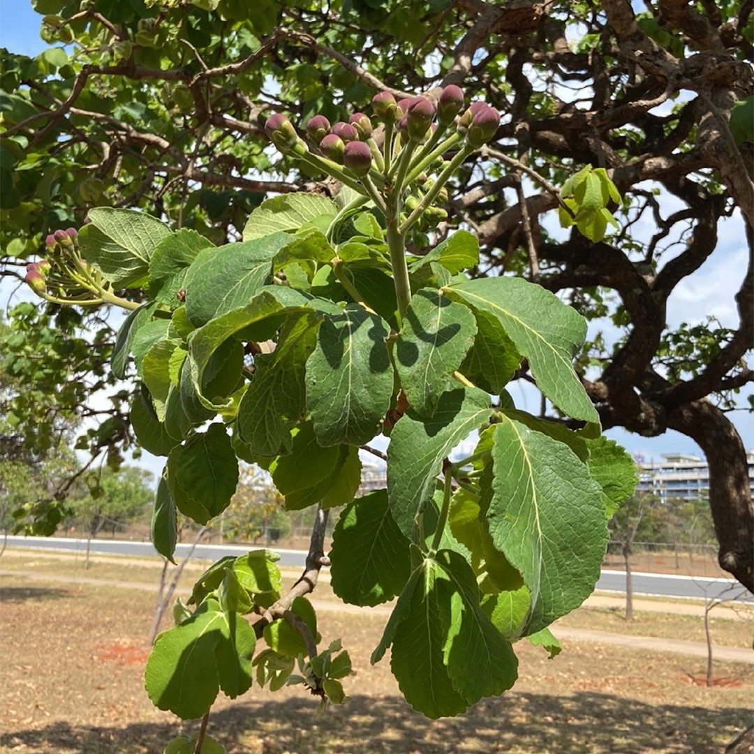 Souari trees Care (Watering, Fertilize, Pruning, Propagation) - PictureThis