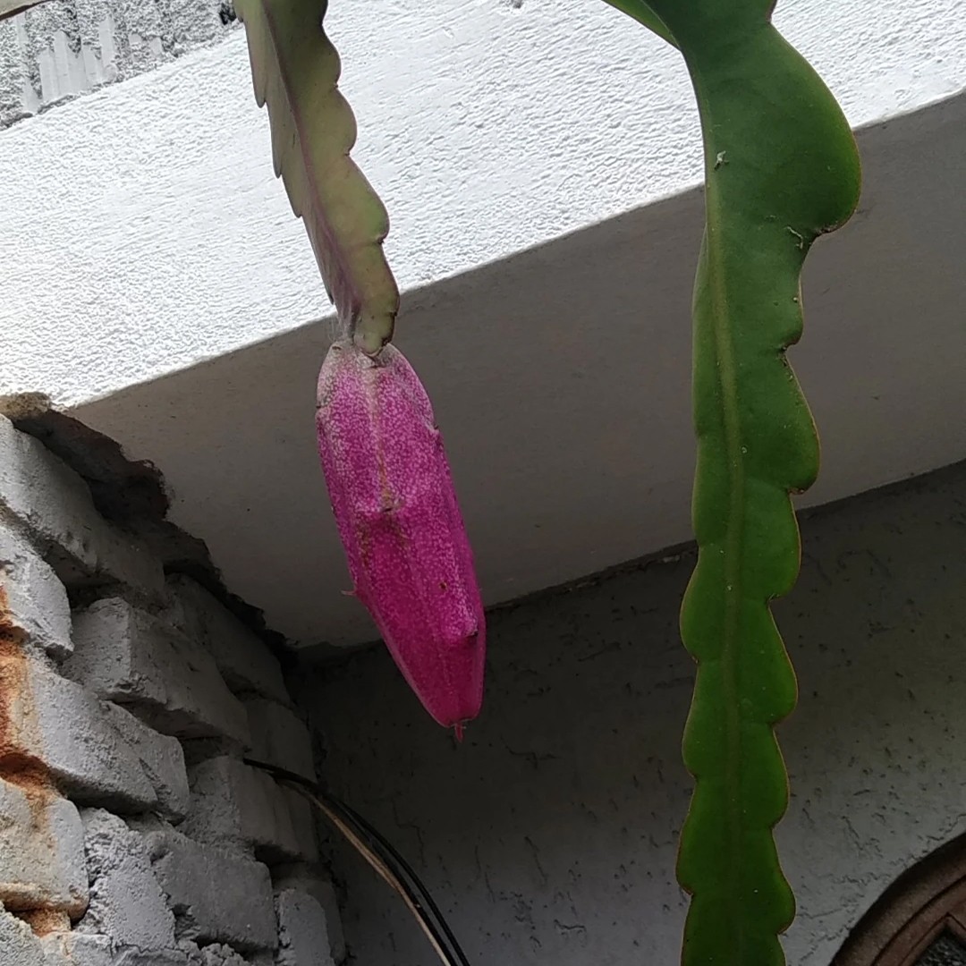 Climbing cacti (Epiphyllum) Flower, Leaf, Care, Uses - PictureThis